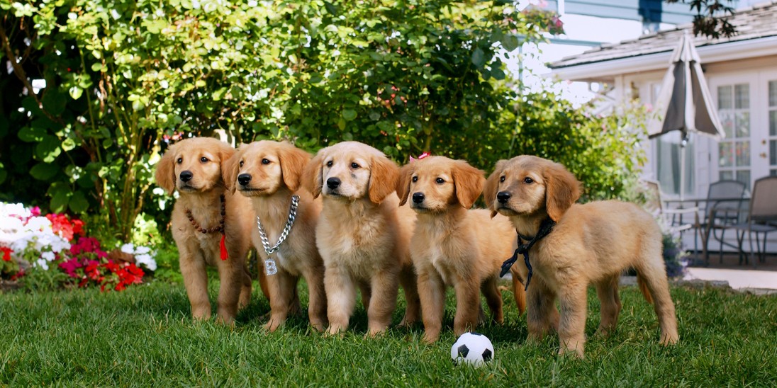 Film - Air Buddies - Into Film