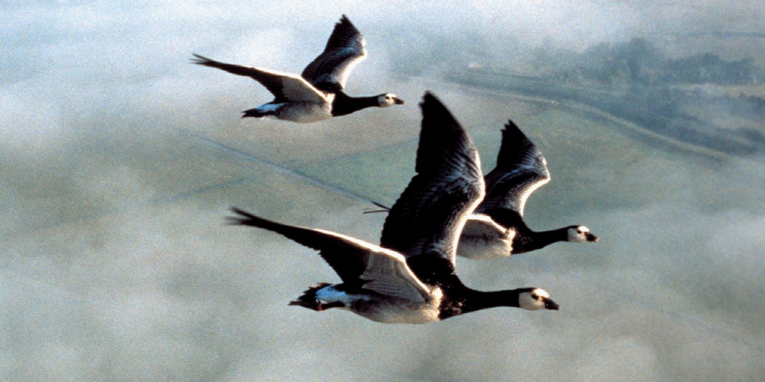 Film - Winged Migration - Into Film